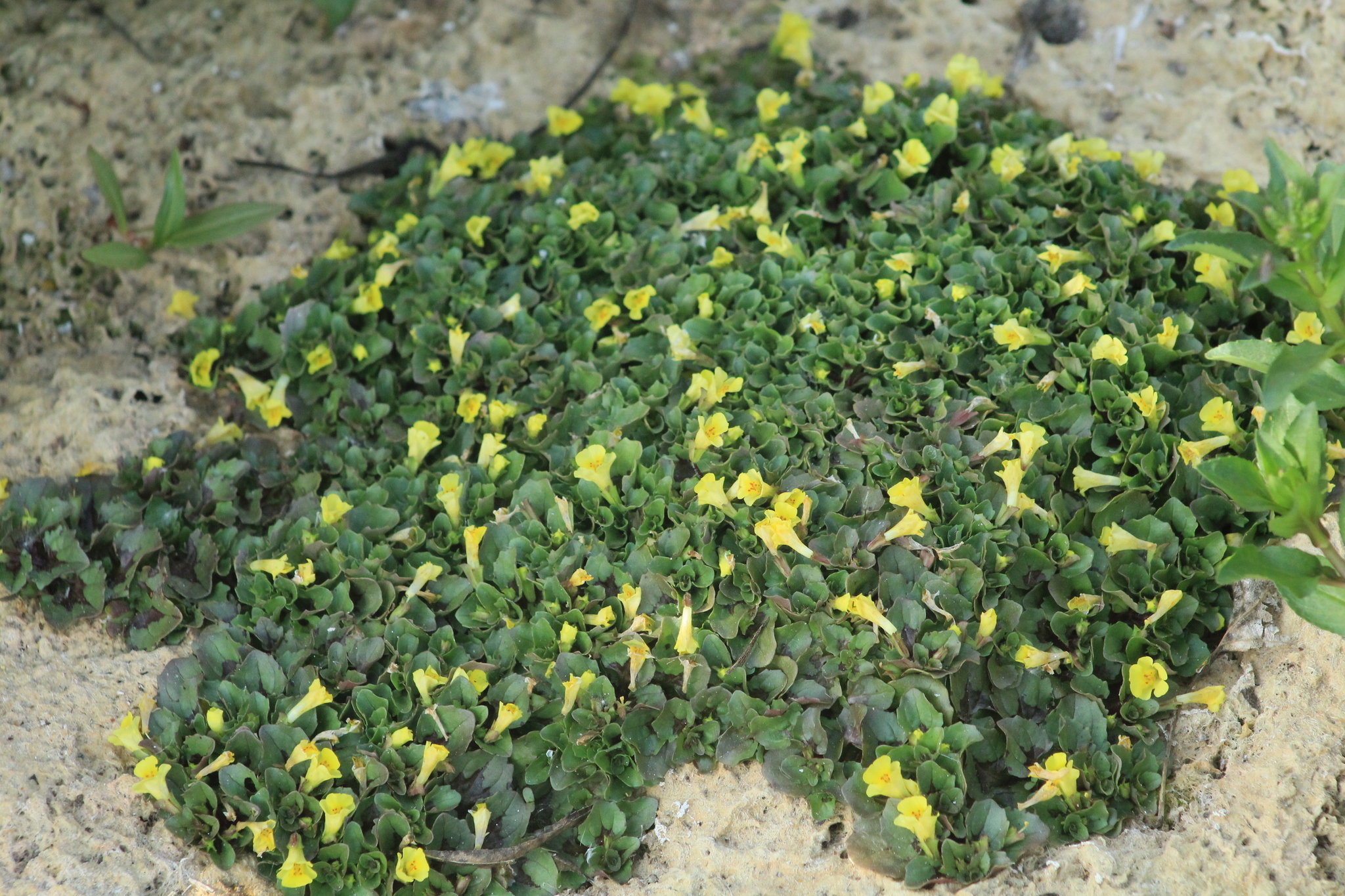 Erythranthe glabrata (Kunth) G.L.Nesom