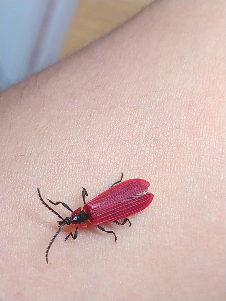 Lycostomus from Beijing, Beijing, CN on May 26, 2022 at 11:48 PM by ...