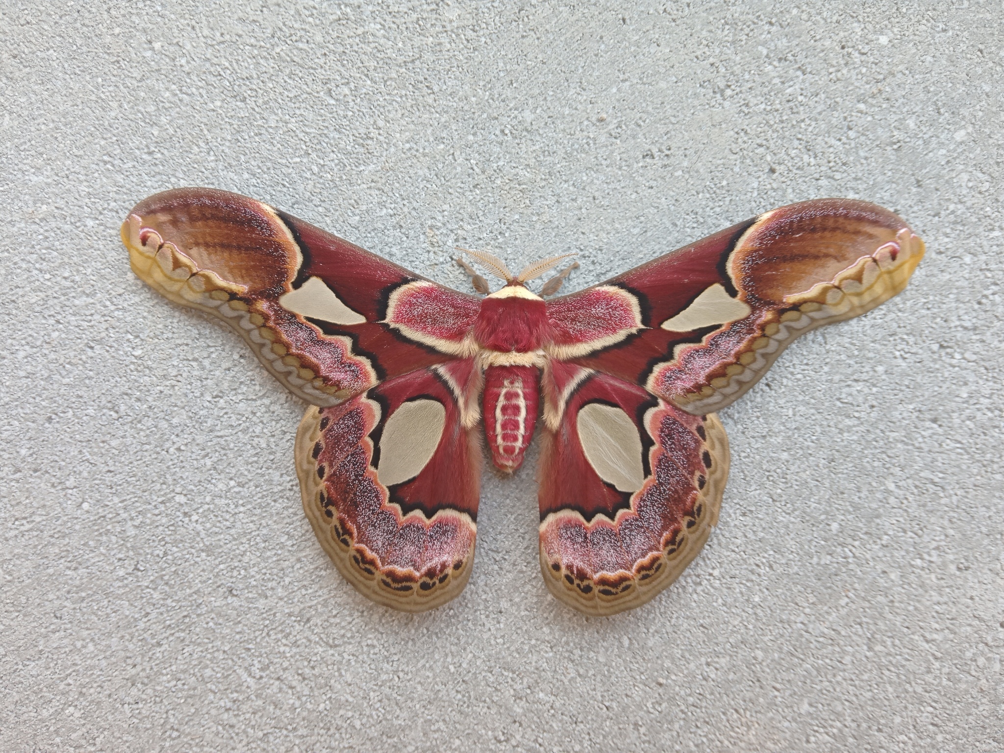 Rothschildia erycina Shaw