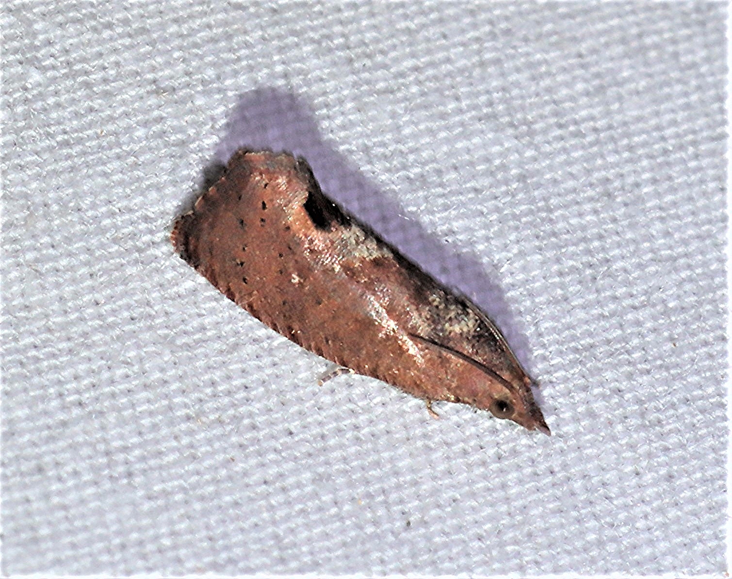 Cryptophlebia ombrodelta (Lower, 1898)