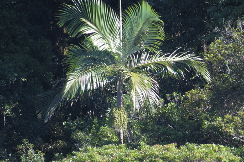 Mount Lewis king palm (Planting list) · iNaturalist