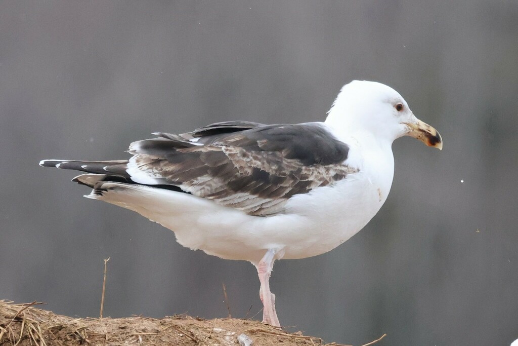 Great Black-backed Gull from Bay View, NS B0K 1H0, Canada on March 28 ...