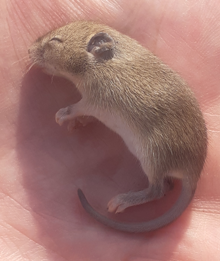 Eurasian Harvest Mouse from Lingao Lake National Wetland Park, Baishui ...