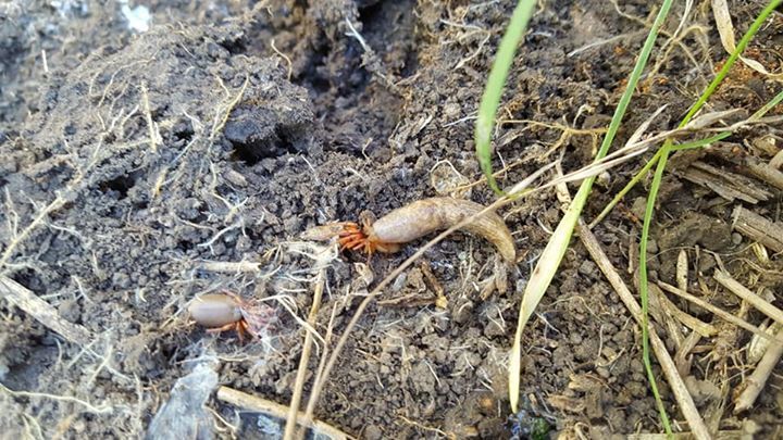 Milky Slug from L4T4 on 03 October, 2018 at 02:30 PM by Natalie ...