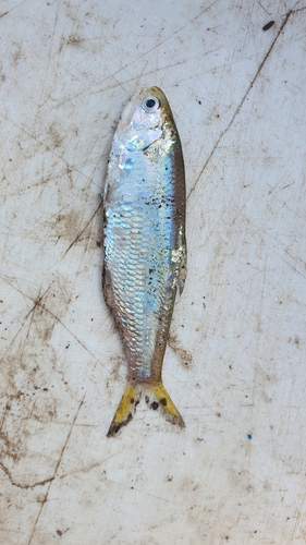 Ilisha filigera · iNaturalist Ecuador