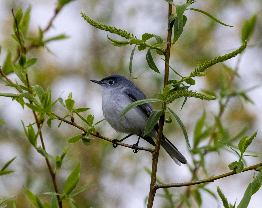 Eastern Blue-gray Gnatcatcher from First run Opening, Bladen County, NC ...