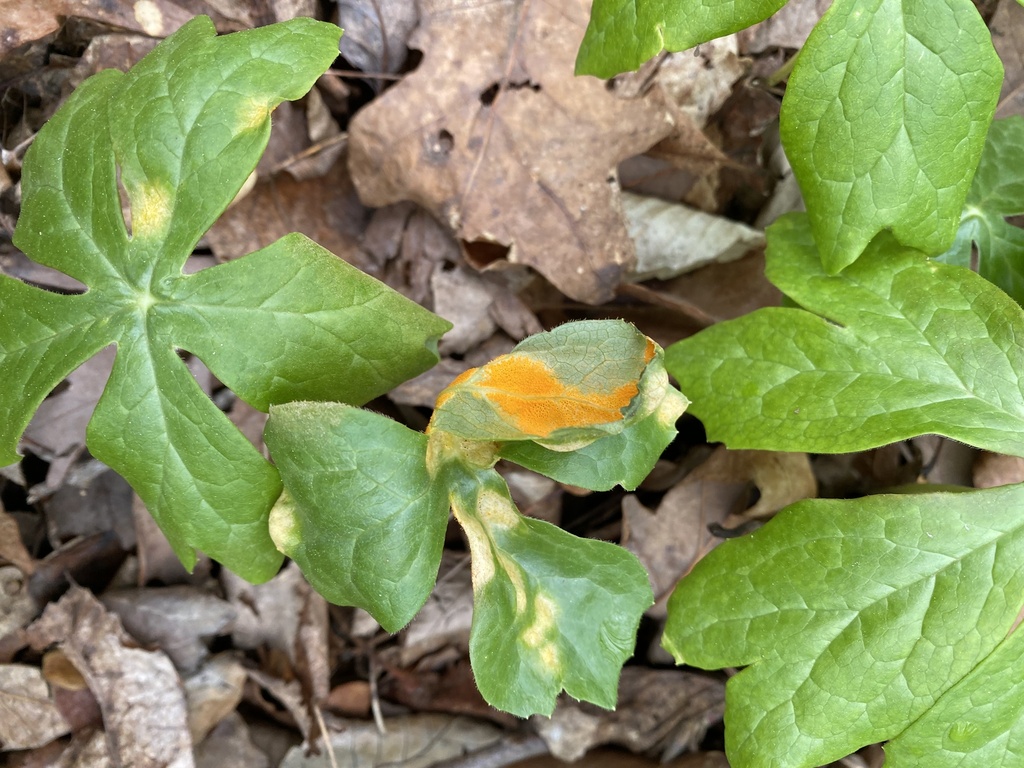 Mayapple Rust from NC State University, Raleigh, NC, US on March 27 ...