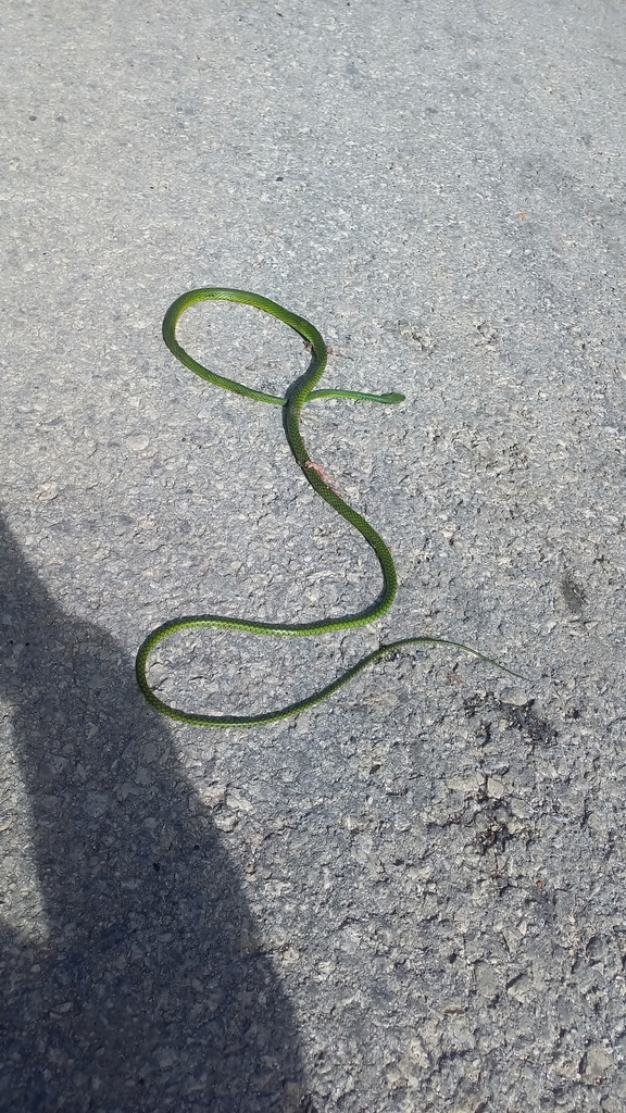 Catesby's Pointed Snake from Borrachon, Punta Cana 23000, Dominican ...