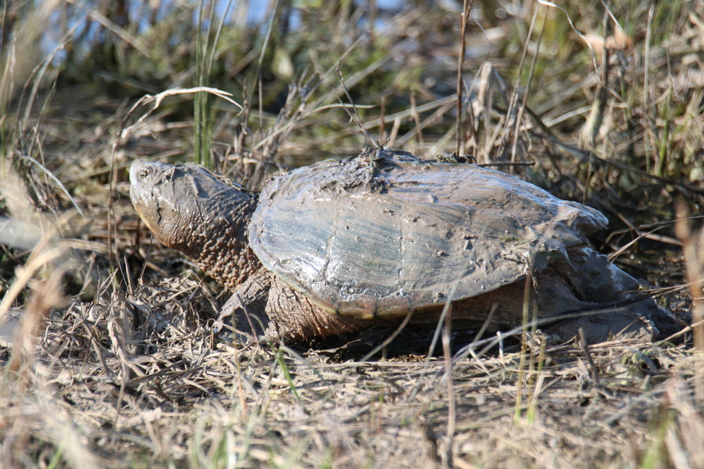 Common Snapping Turtle from Blackwater National Wildlife Refuge, Church ...