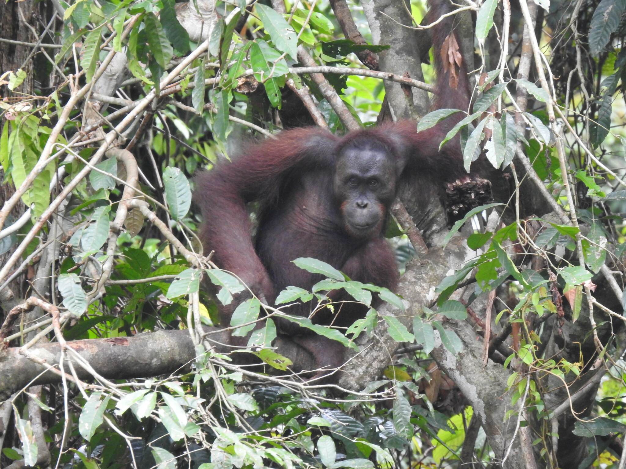 Pongo pygmaeus (Linnaeus, 1760)