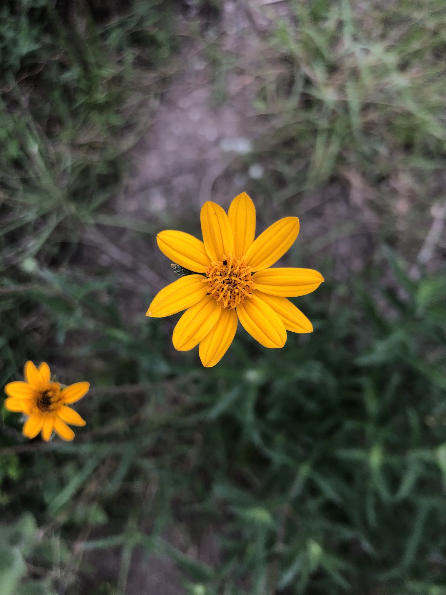 Wedelia acapulcensis var. hispida (Kunth) Strother