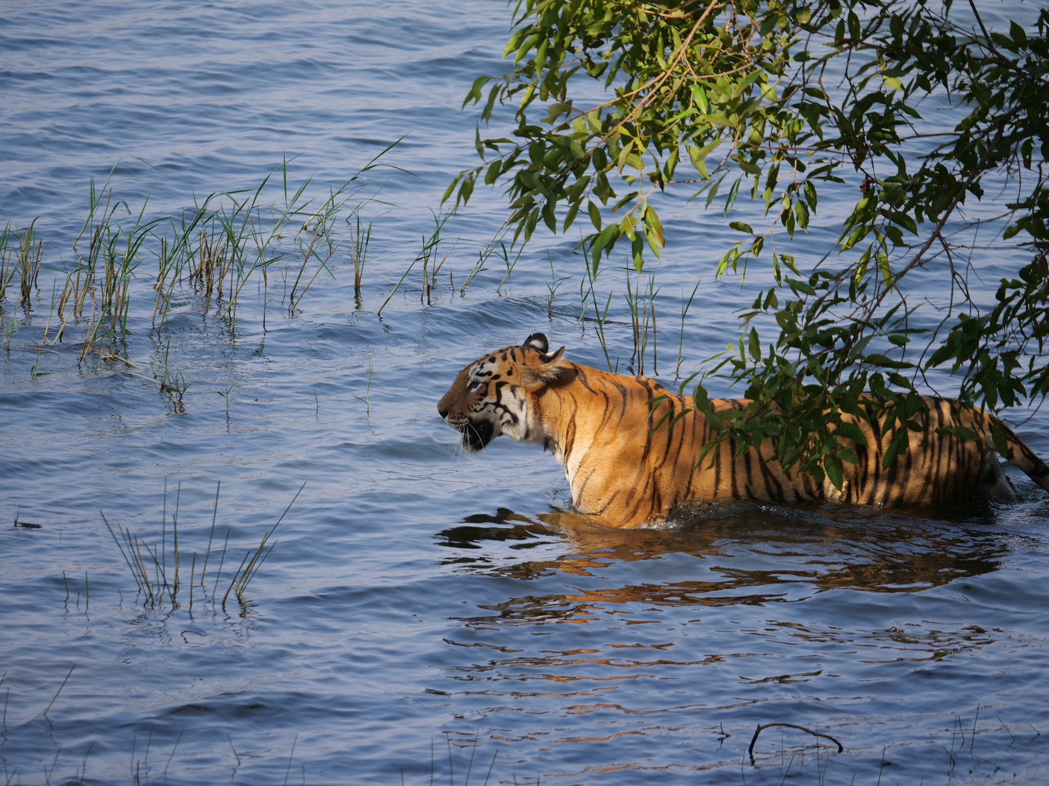 Panthera tigris (Linnaeus, 1758)