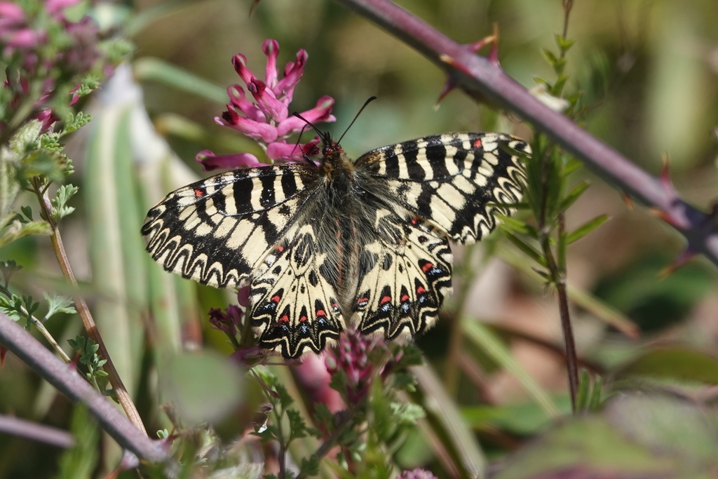 Southern Festoon in March 2023 by bferrero · iNaturalist
