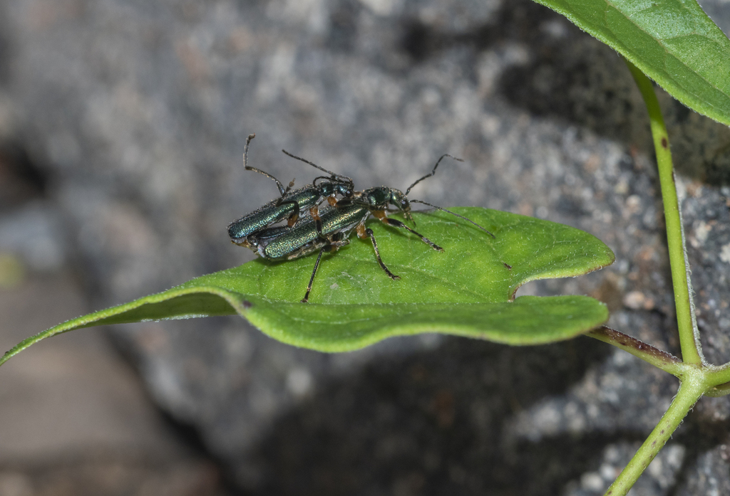 Lycocerus from 中国云南省丽江市古城区 on September 5, 2020 at 12:18 PM by pikasu ...