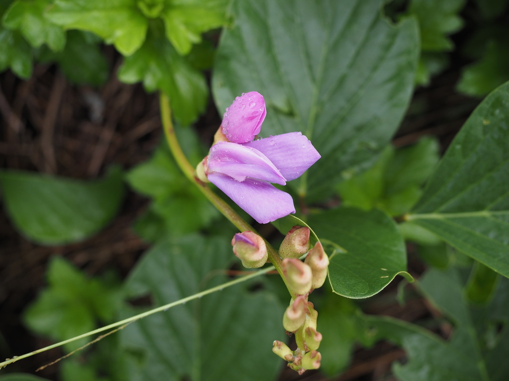 Beach Bean in February 2023 by ayuoka · iNaturalist