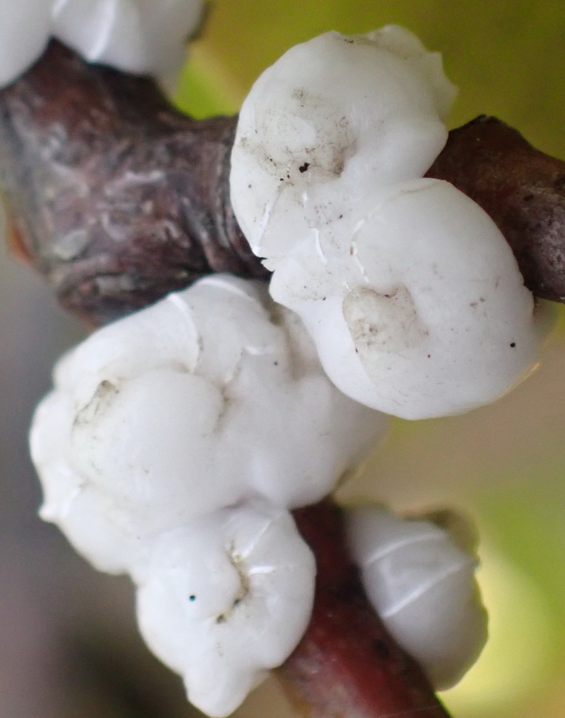Soft Wax Scale from Goukamma Nature Reserve, Garden Route District ...