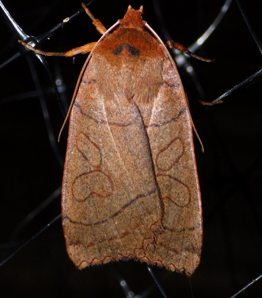Unsated Sallow from Schuyler County, NY, USA on October 2, 2018 at 09: ...