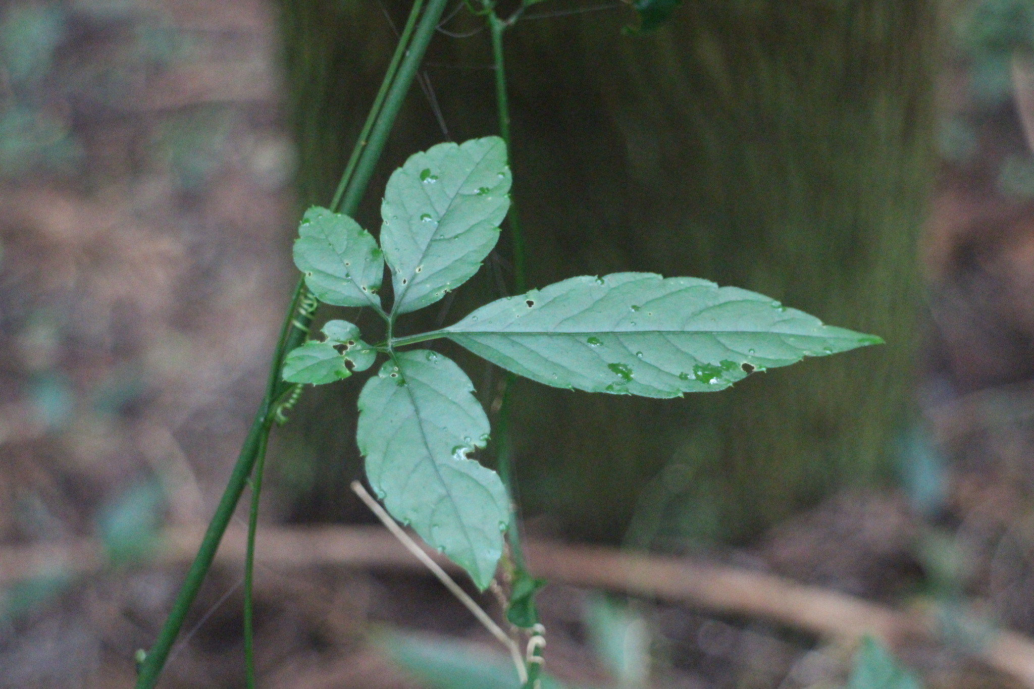Gynostemma pentaphyllum (Thunb.) Makino