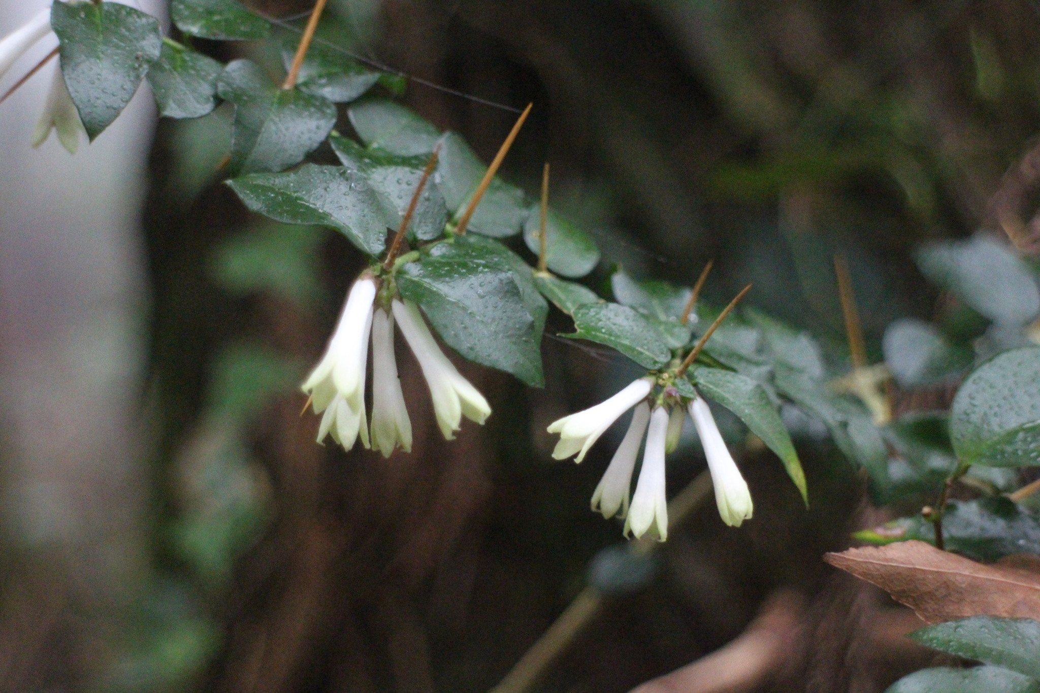Damnacanthus indicus C.F.Gaertn.