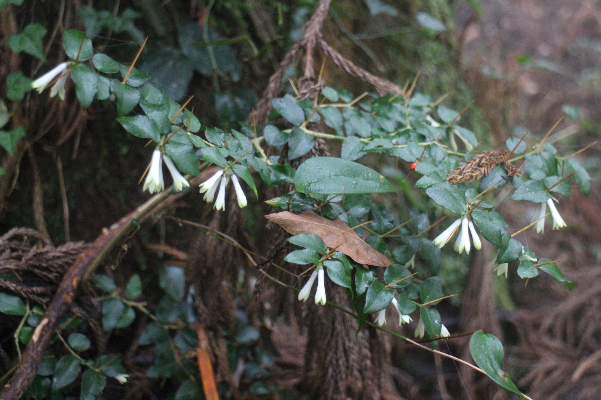 Damnacanthus indicus C.F.Gaertn.