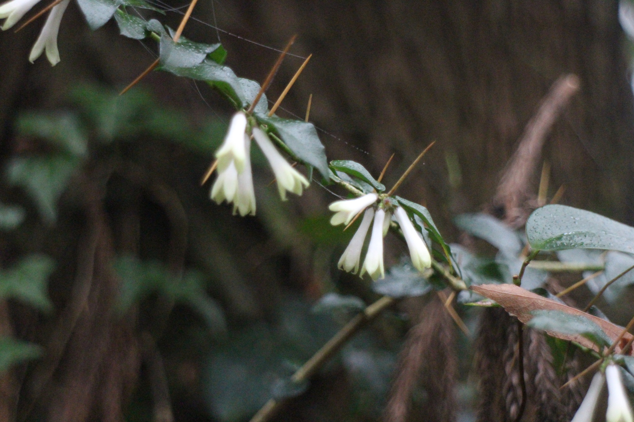 Damnacanthus indicus C.F.Gaertn.