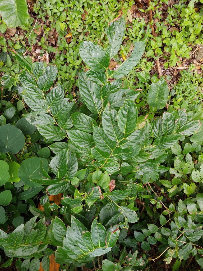 Glochidion lanceolatum from 台灣台東縣 on January 15, 2023 at 02:07 PM by ...
