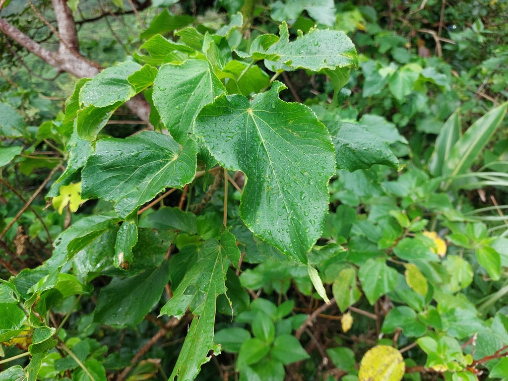 Acalypha grandibracteata from 台灣台東縣 on January 15, 2023 at 02:08 PM by ...