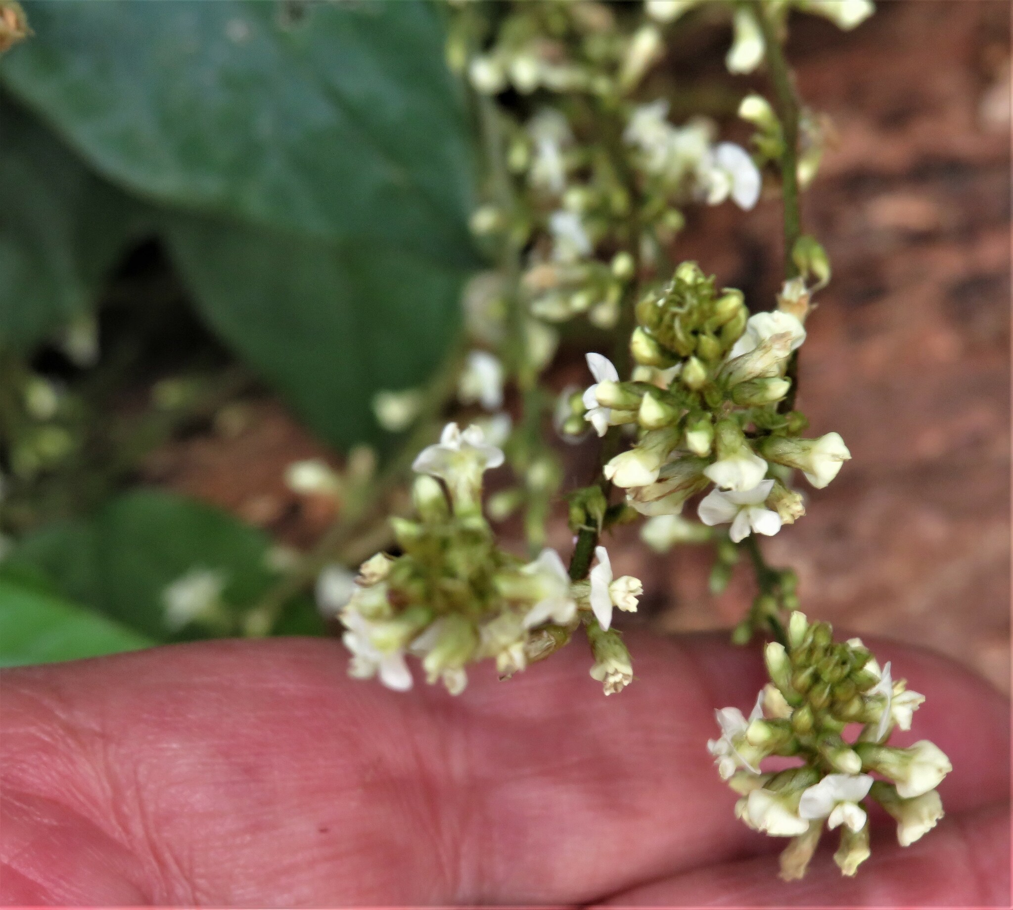 Neonotonia J.A.Lackey