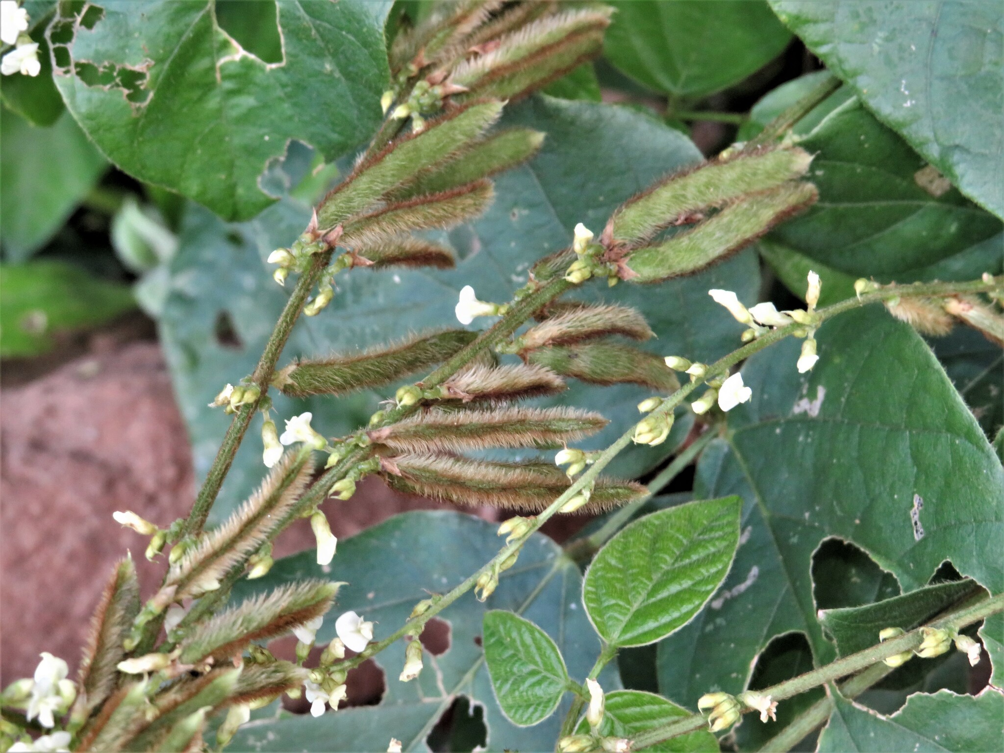 Neonotonia J.A.Lackey