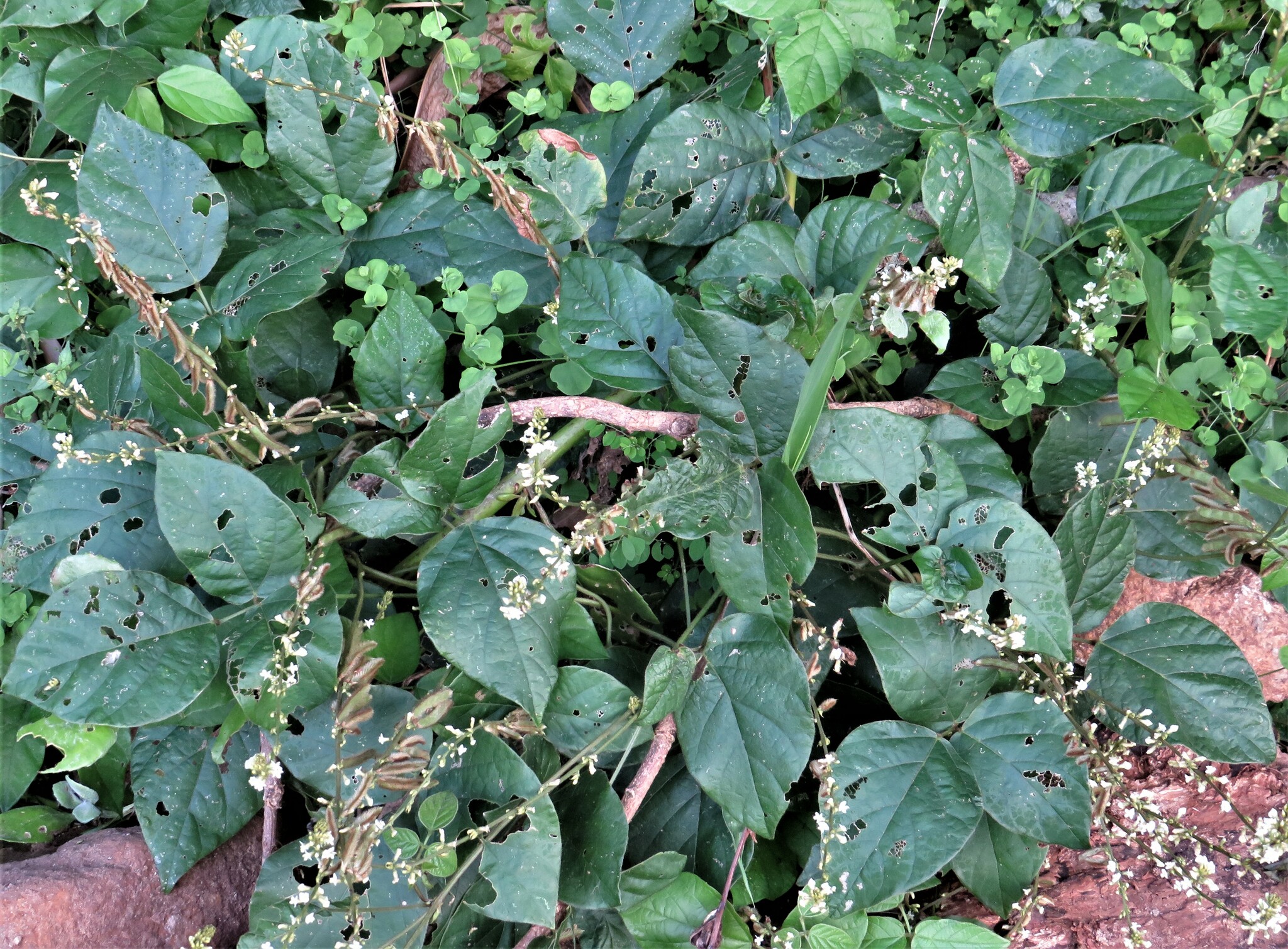 Neonotonia J.A.Lackey