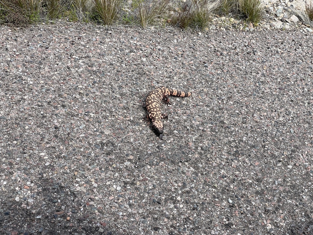 Gila Monster in March 2023 by Nadine Shaalan · iNaturalist