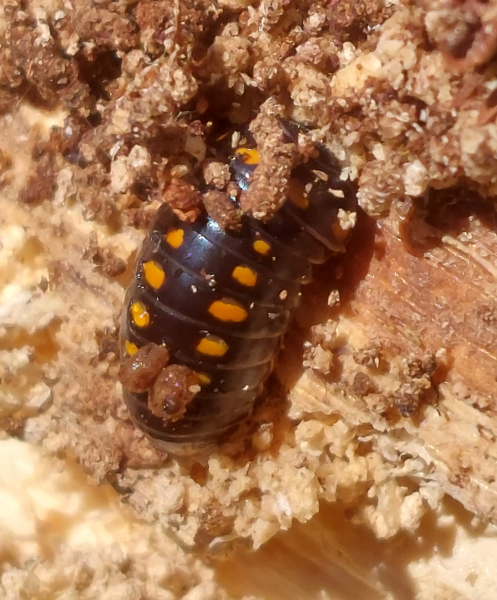 Glomeris pustulata (Fabricius, 1781)