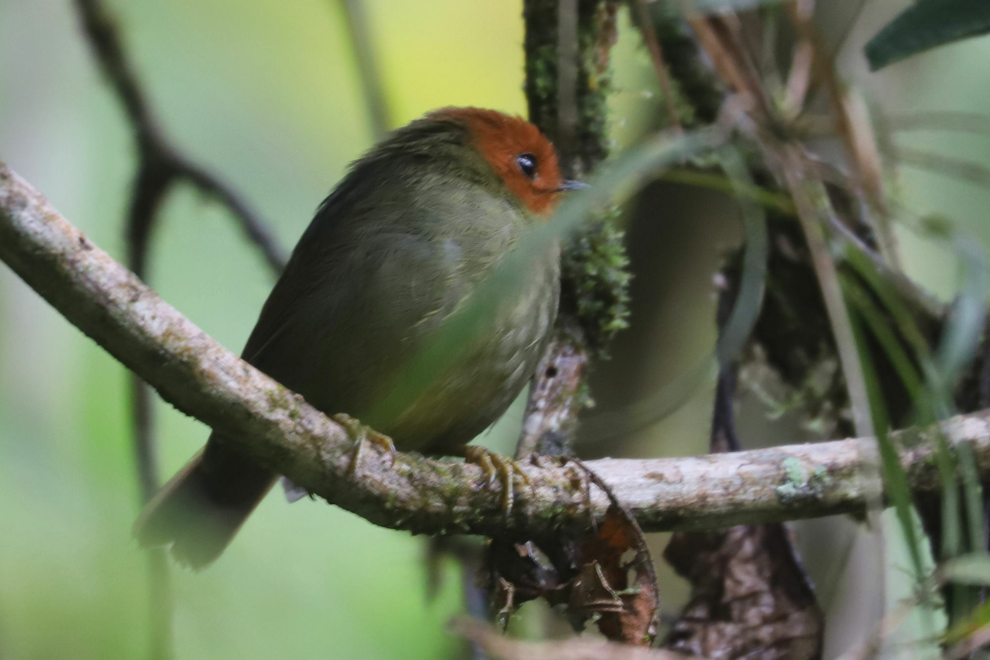 Pseudotriccus ruficeps (Lafresnaye, 1843)