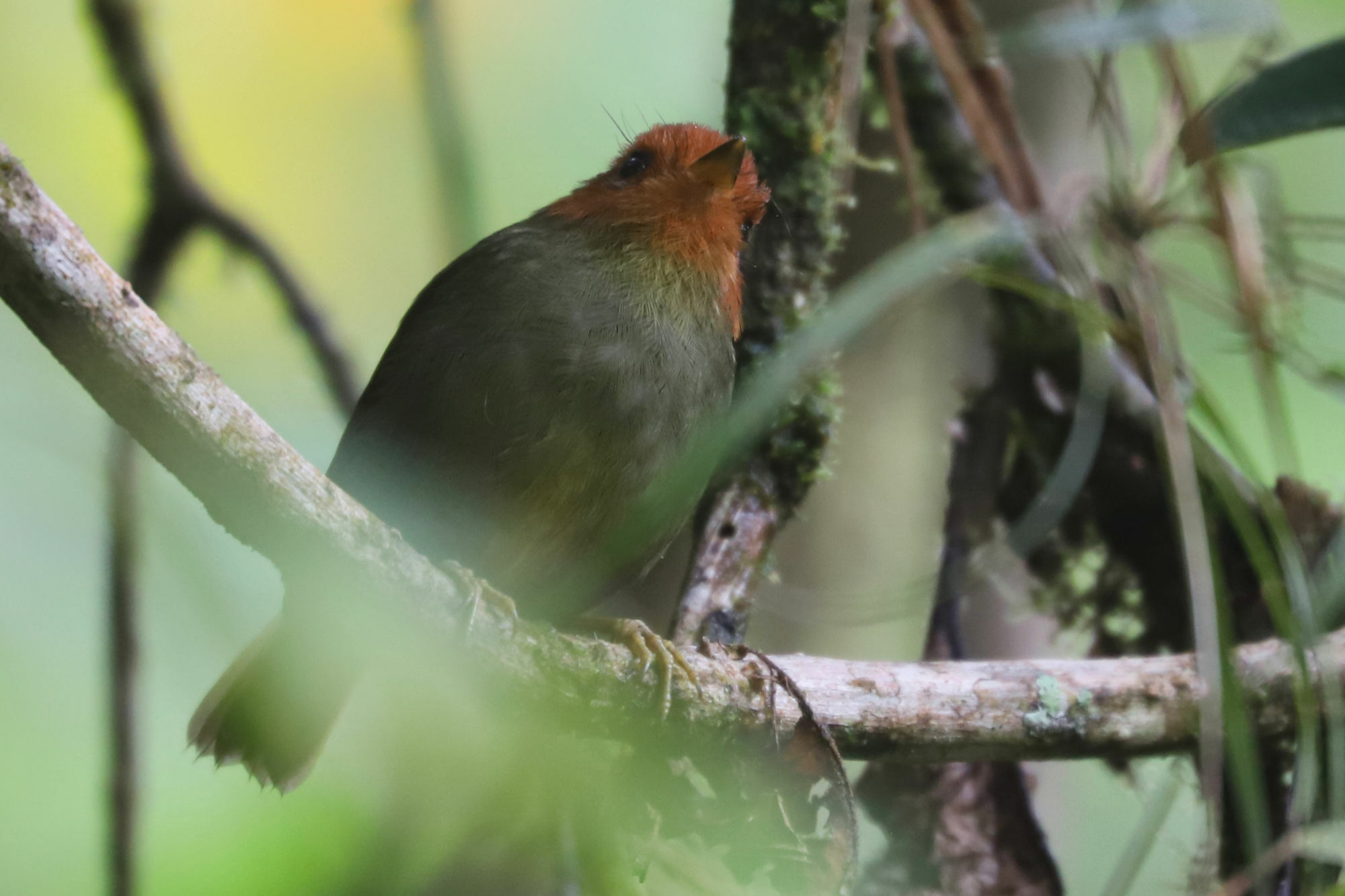 Pseudotriccus ruficeps (Lafresnaye, 1843)