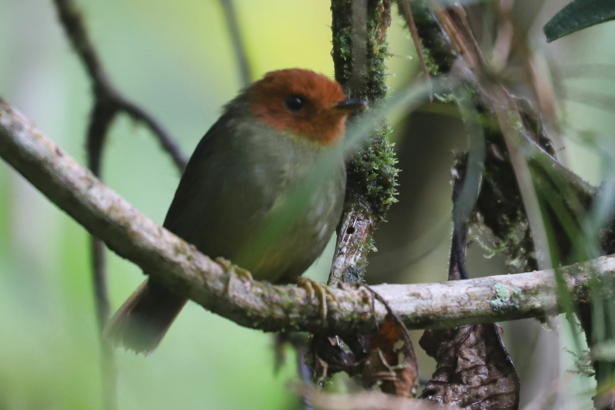 Pseudotriccus ruficeps (Lafresnaye, 1843)