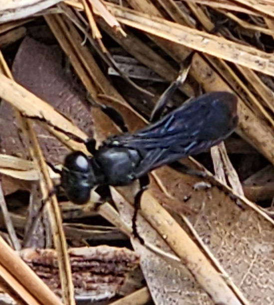 Steel-blue Cricket-hunter Wasp from Osceola County, FL, USA on March 29 ...