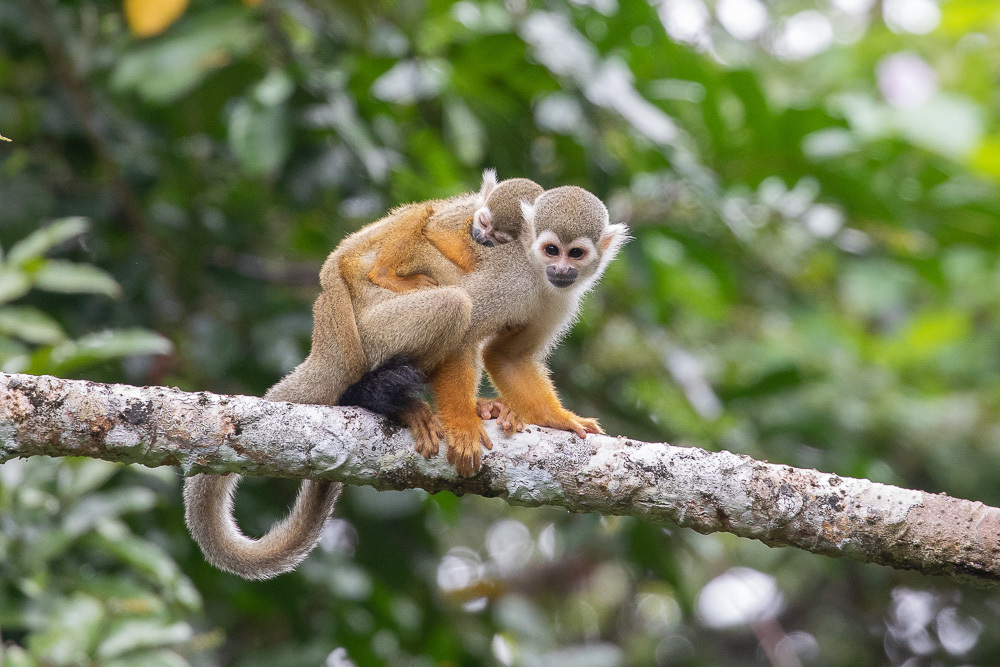 Common Squirrel Monkey (Saimiri sciureus) - Know Your Mammals