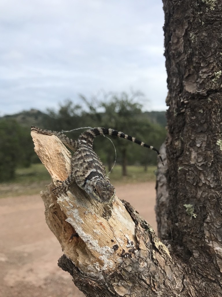 Crevice Spiny Lizard from Carretera a La Soledad, Chihuahua, CHIH, MX ...