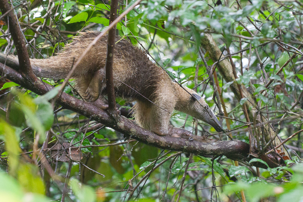 Tamandua tetradactyla (Linnaeus, 1758)