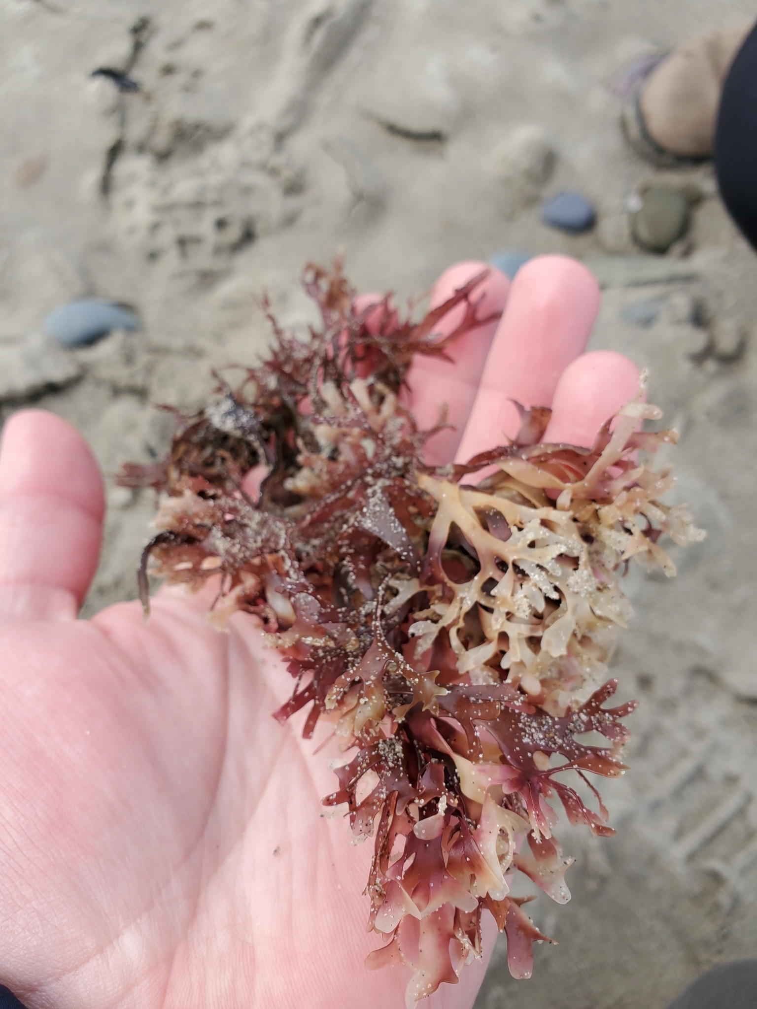 Chondrus crispus Stackhouse