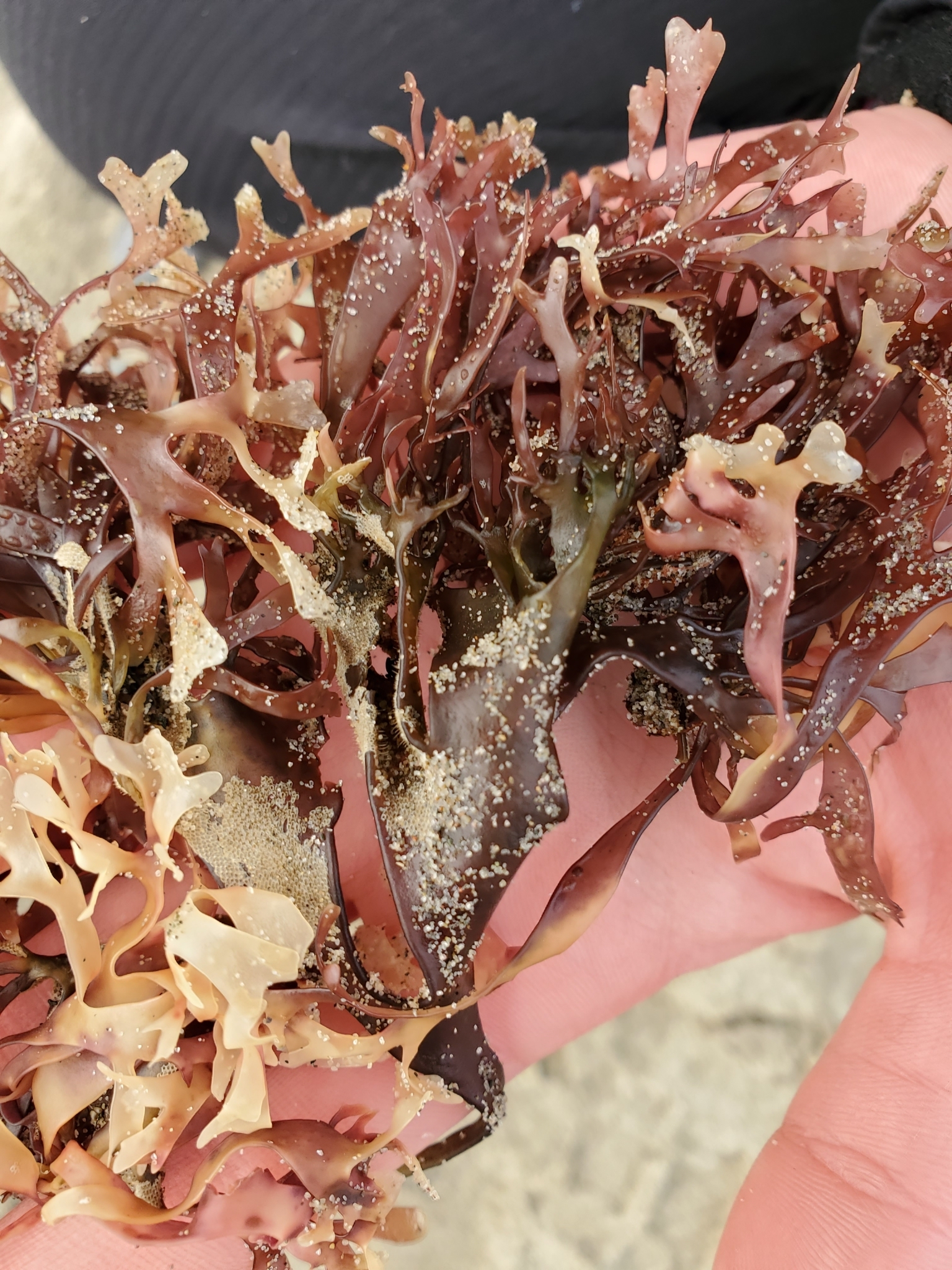 Chondrus crispus Stackhouse