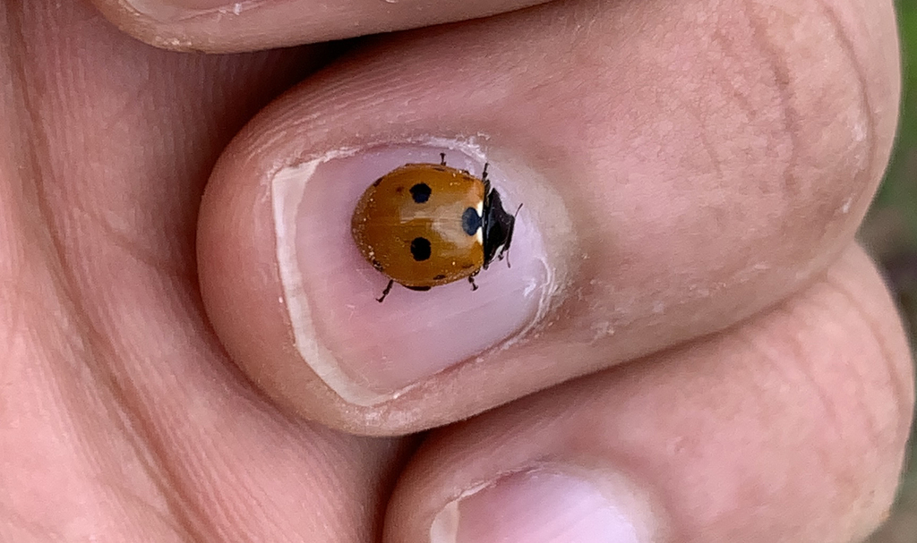 Seven-spotted Lady Beetle from Zakho, Iraq on March 29, 2023 at 01:17 ...