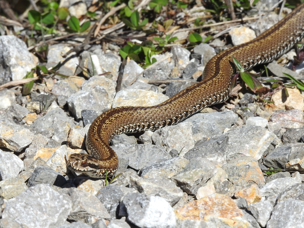 Seoane's Viper from León, Spain on March 26, 2023 at 12:38 PM by ...