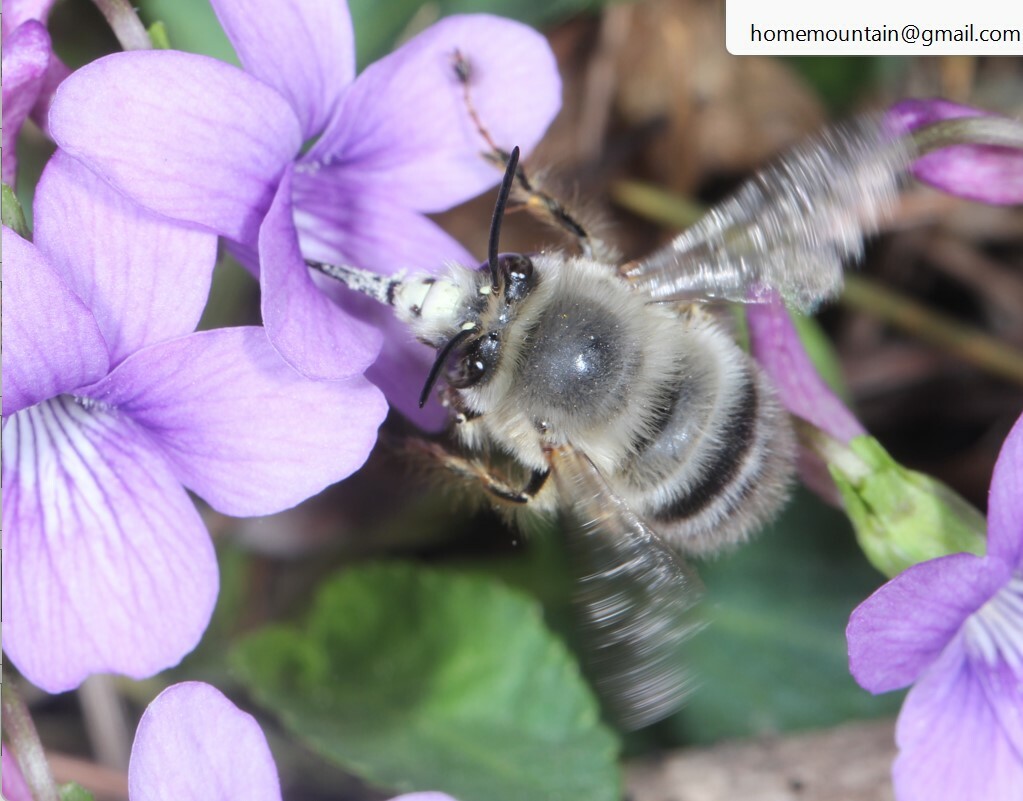 Anthophora melanognatha Cockerell, 1911