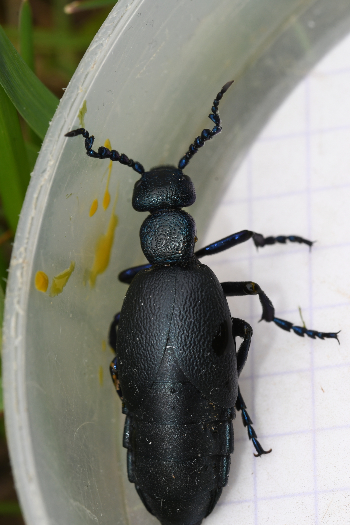 Meloe violaceus Marsham, 1802