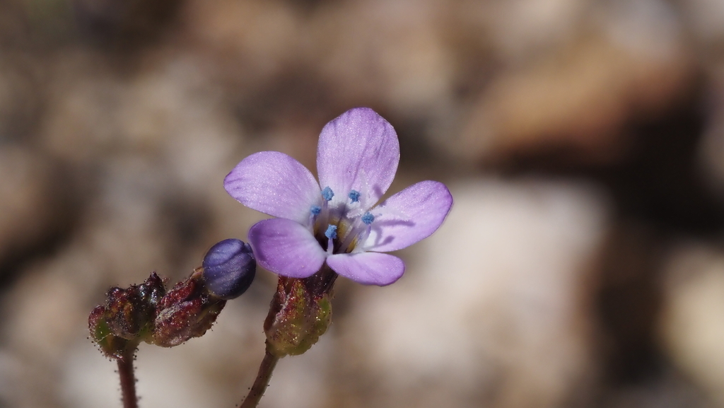 transmontane gilia from San Diego County, CA, USA on March 28, 2023 at ...