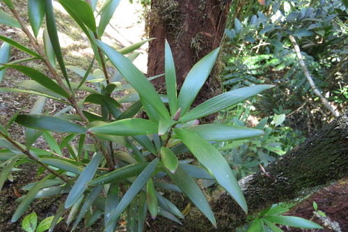 Leucopogon malayanus · iNaturalist