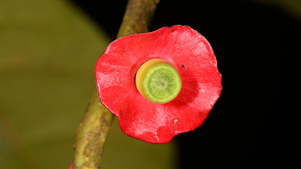 Heisteria from Pastaza, Pastaza, Ecuador on March 28, 2023 at 09:14 PM ...