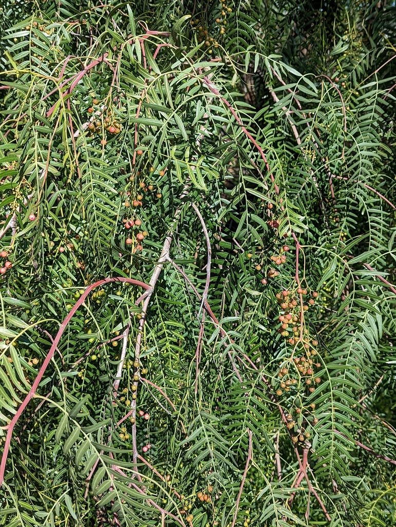 Peruvian Pepper Tree from San Diego, California, United States on March ...