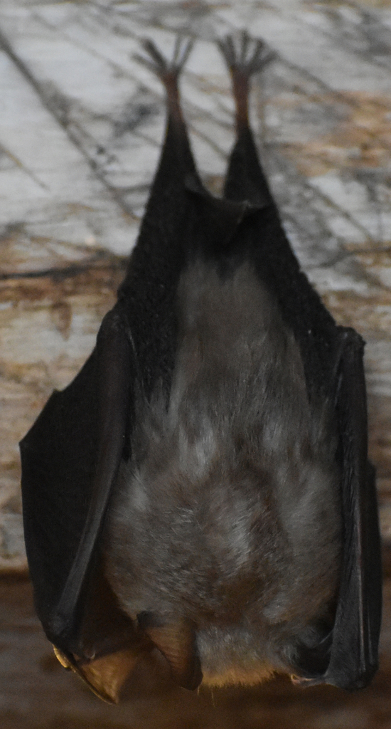 Bats from Cornwall, UK on June 09, 2022 at 11:52 AM by ...